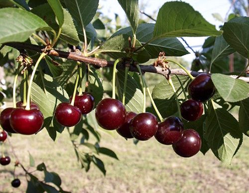 Саженцы вишни Чернокорка 2лет купить в интернет-магазине Agro Dobro
