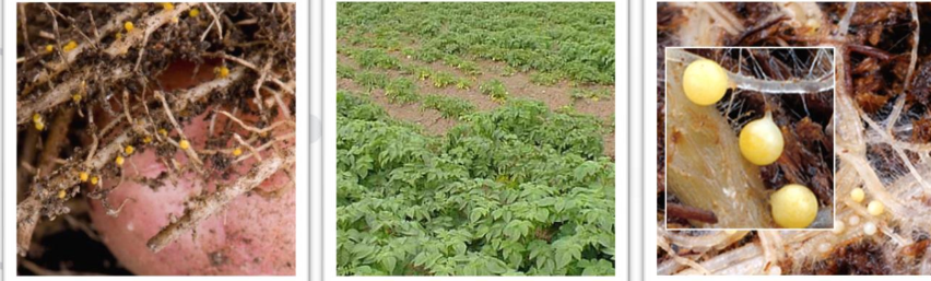 NEMATODES 0,5кг Засіб проти нематод на основі Bacillus firmus купить в ...